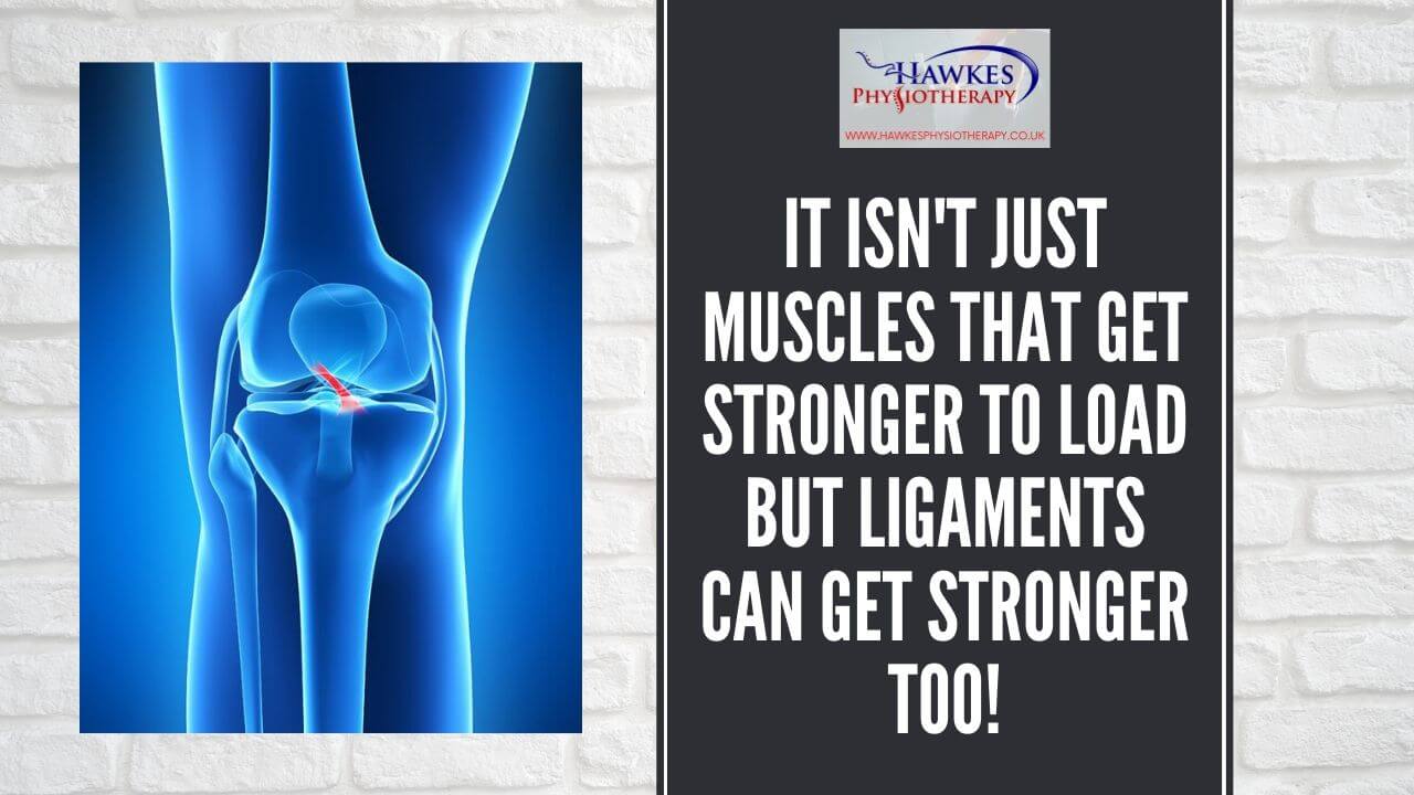 It isn't just muscles that get stronger, ligaments can get stronger too!