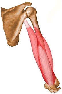 What is shoulder impingement syndrome? Is impingement normal or not?