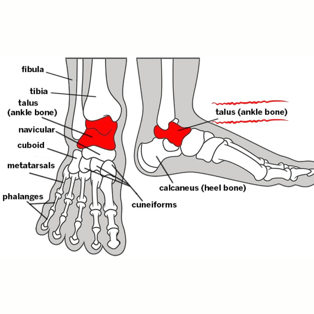 10 amazing facts about the human body - Fun & amazing facts of the body