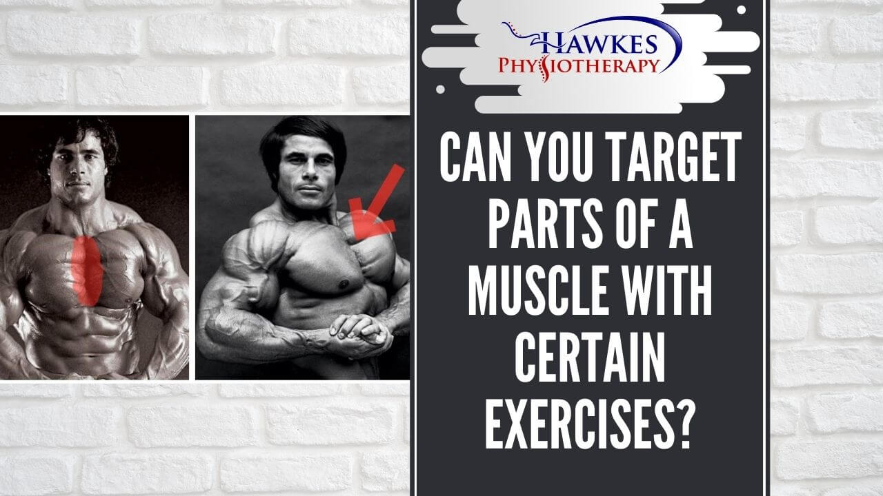 Can you target parts of a muscle with certain exercises?